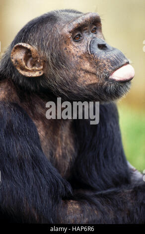 Chimpanzee body language Stock Photo - Alamy