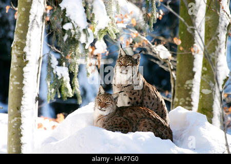 Luchs Lynx lynx Lynx animals Saeugetiere mammals Raubtiere Katzenartige ...