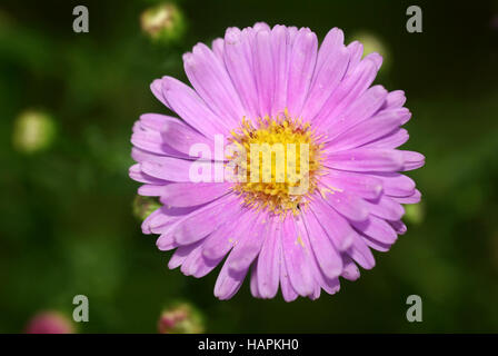 Alpine aster (Aster alpinus 'Goliath' Stock Photo - Alamy