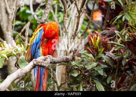 Macaw bird preening while sitting in a tree in a rainforest Stock Photo ...