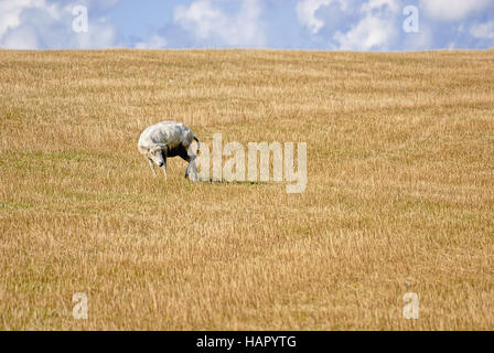 Schaf / Sheep Portrait Stock Photo - Alamy