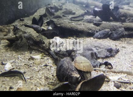 Armed Bullhead, april 2016 | usage worldwide Stock Photo - Alamy