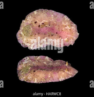 sea lemon / Archidoris pseudargus Stock Photo - Alamy