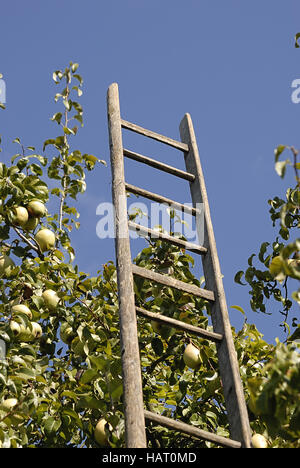 Autumn, pear tree with ladder Stock Photo - Alamy
