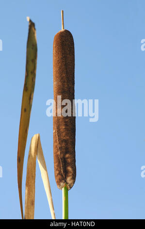 Reed mace, bulrush marsh cane. Faded Typha latifolia. Typha is a genus ...