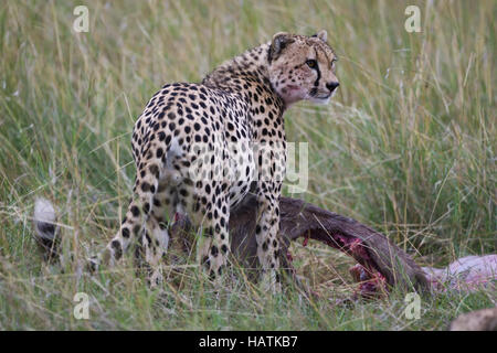 Cheetah, Gepard,Acinonyx jubatus Stock Photo - Alamy