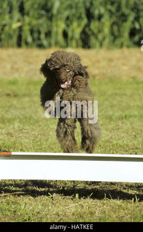 Hundesport Agility, Hund im Sprung Stock Photo - Alamy