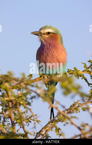 Tier, Tiere, Vogel, Voegel, Gabelracke, Coracias caudatus, Coracias ...
