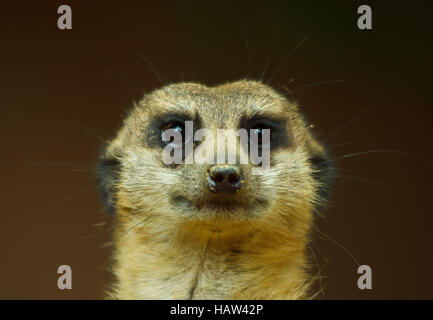 suricat (Suricata suricatta Stock Photo - Alamy