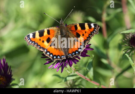 butterfly little fox Stock Photo - Alamy