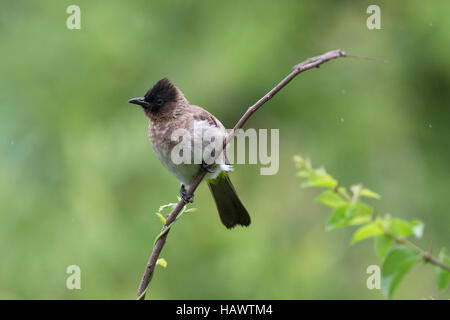 A dark-capped bulul or black-eyed bulbul (pycnonotus tricolor) in ...