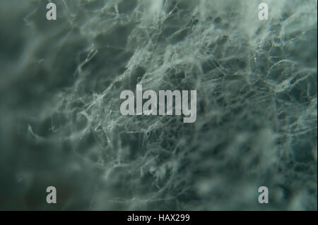 Texture of blue mold through microscope Stock Photo - Alamy
