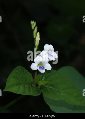 Chinese Coromandel (Asystasia gangetica gangetica Stock Photo - Alamy