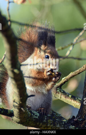 Beautiful fat Grey squirrel posing for me on the forest floor near the ...