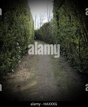 narrow dead end street in the maze of tall hedges Stock Photo - Alamy