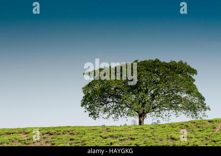 An lone evergreen tree on a hill Stock Photo - Alamy