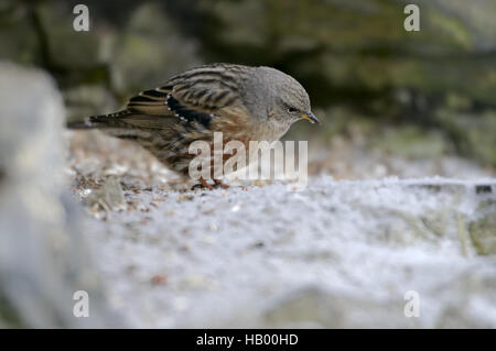 Alpine Accentor, Alpenheggemus, Prunella collaris Stock Photo - Alamy