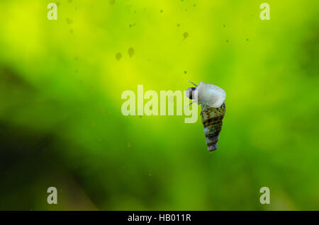 Malaysian trumpet snail (Melanoides tuberculata), in aquarium Stock ...