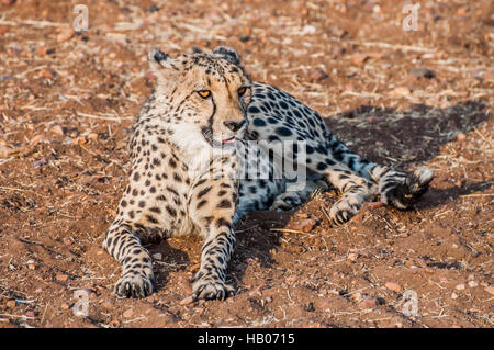 Cheetah (Acinonyx jubatus) in the sand dune savannah of the Kalahari ...