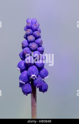 Bouquet of blue Muscari. Black background. Spring bulbous flowers ...