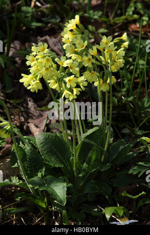 Oxlip (Primula elatior) Plantae Stock Photo - Alamy
