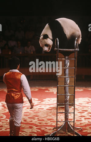 Circus act with Giant Panda bear, Shanghai Circus, Shanghai, China ...