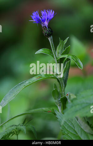 Mountain Cornflower Cyanus montanus Stock Photo - Alamy