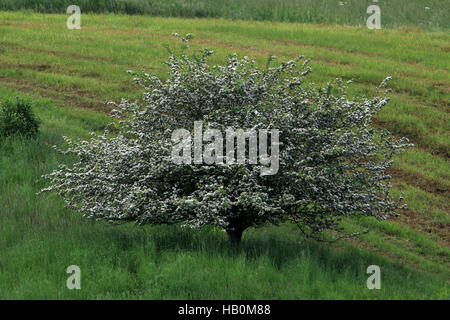 Midland Hawthorn Crataegus laevigata blossom spring Warwickshire colour ...