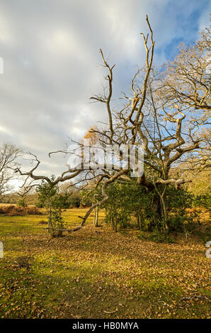 Dead oak forest in the New Forest National Park, England Stock Photo ...