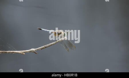 Dragonfly, Everglades National Park, Florida Stock Photo - Alamy