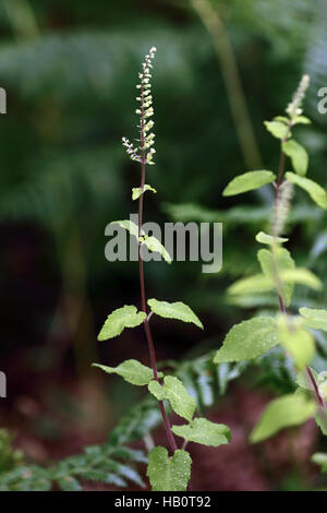 woodland germander, wood sage, Salbei-Gamander, Teucrium scorodonia ...
