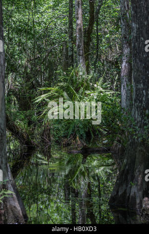Fern, Cypress (Taxodium distichum) Roots, Swamp, Big Cypress National ...