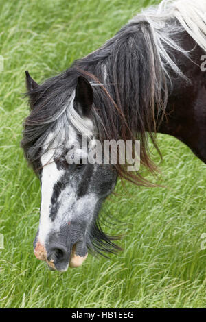 Tinker Stute Portrait Stock Photo - Alamy