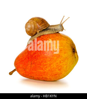 Garden snail on fresh pear isolated Stock Photo - Alamy