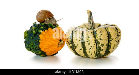 Garden snail on fresh pumpkin isolated Stock Photo - Alamy