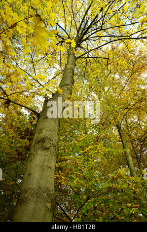 Autumn Maple Tree Stock Photo - Alamy