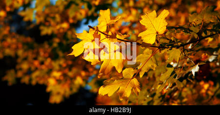 Autumnal maple leaves in blurred background, yellow foliage Stock Photo ...