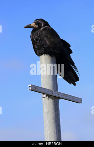 Rook, (Corvus frugilegus), animals, birds, crows, family of corvids ...