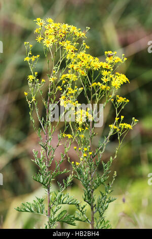 Hoary ragwort (Jacobaea erucifolia / Senecio erucifolius) in flower ...
