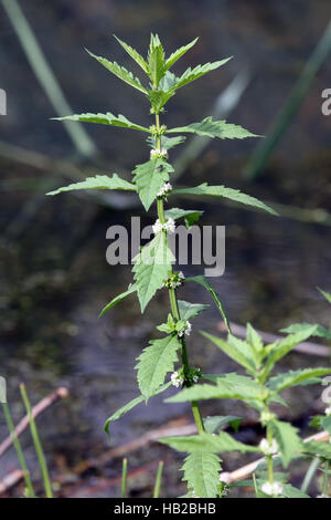 gypsywort, lycopus europaeus Stock Photo - Alamy