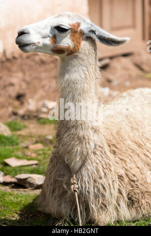 Cusco Peru Baby alpaca Stock Photo - Alamy