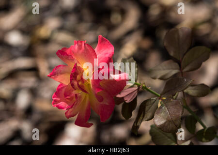 An Orange Rose, Winter Park, Orlando, Florida Stock Photo - Alamy