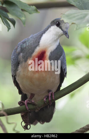 Mindanao bleeding-heart (Gallicolumba criniger), Bartlett's Dagger ...