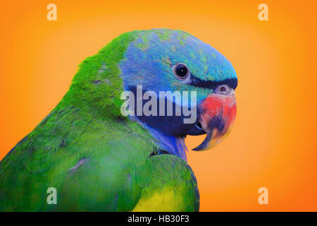 Derbyan Parakeet / Lord Derby's Parakeet (psittacula derbiana Stock ...