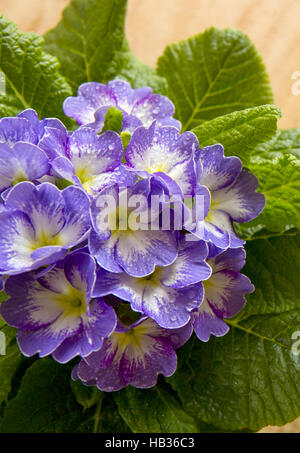 Fresh natural bouquet Primula spring flowers in glass vase on white ...