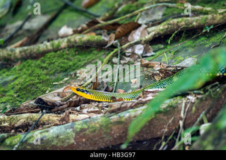 Royal tree snake Stock Photo - Alamy