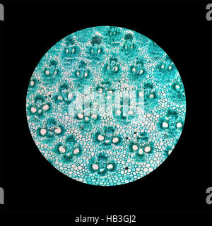 Light photomicrograph of Bamboo Stem cross section seen through ...