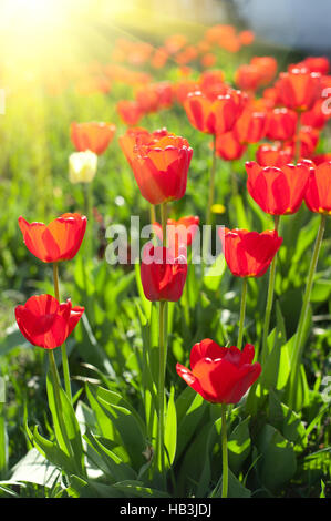 Field of red colored tulips Stock Photo - Alamy