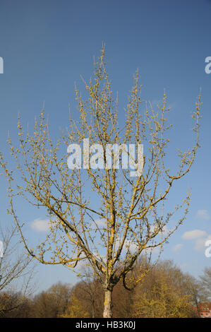 Cornus mas, european cornel, standart tree Stock Photo - Alamy