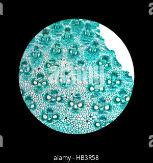 Light photomicrograph of Bamboo Stem cross section seen through ...